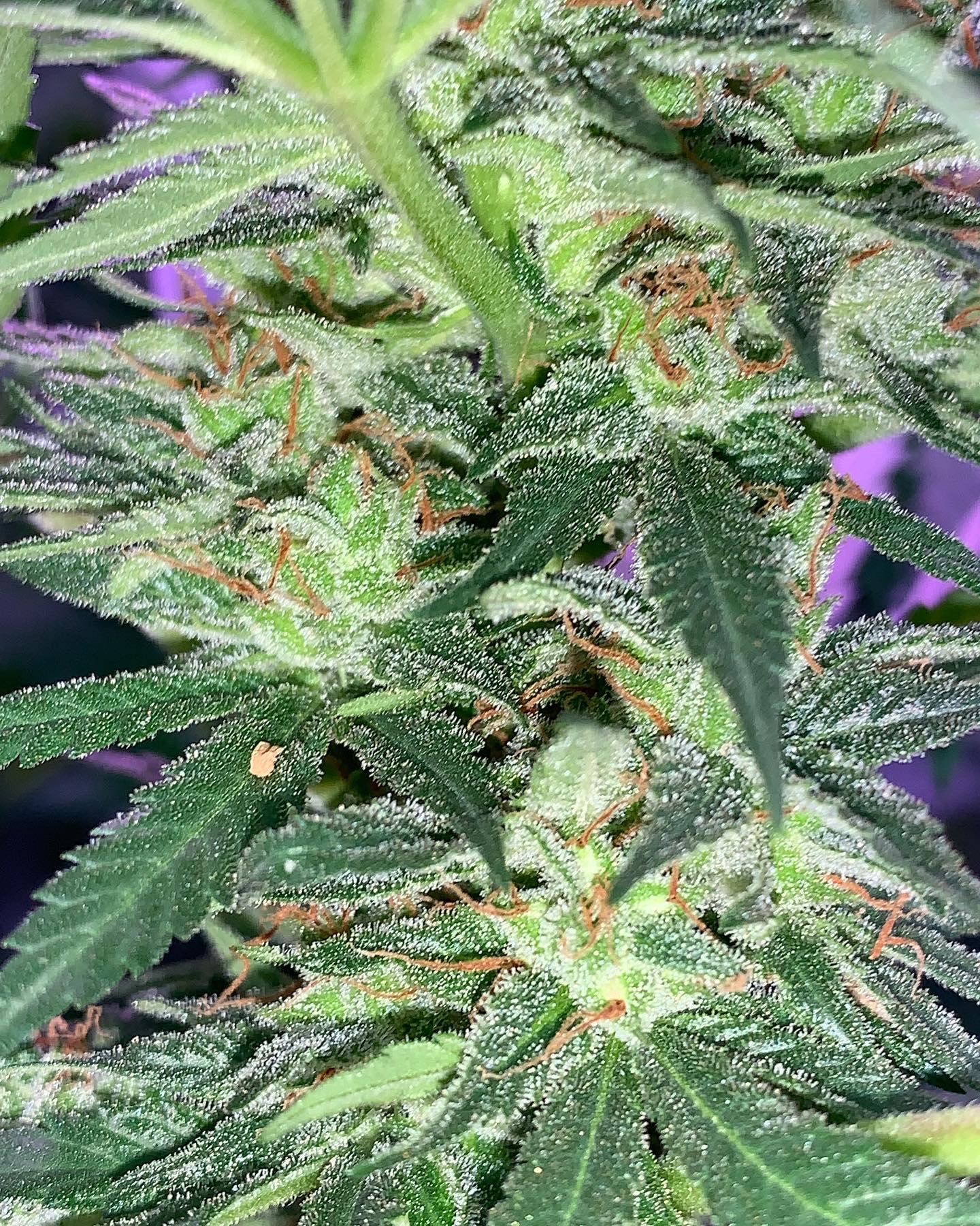 Proper Skunk F2 - Proper Seeds - Proper Seeds Canada