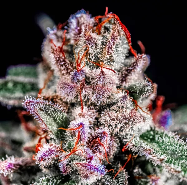 Apples & Bananas Strain S1 – Copycat Genetix