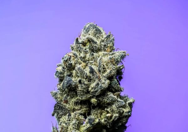 Dantes Inferno Seeds - Copycat Genetics - PROPER SEEDS CANADA