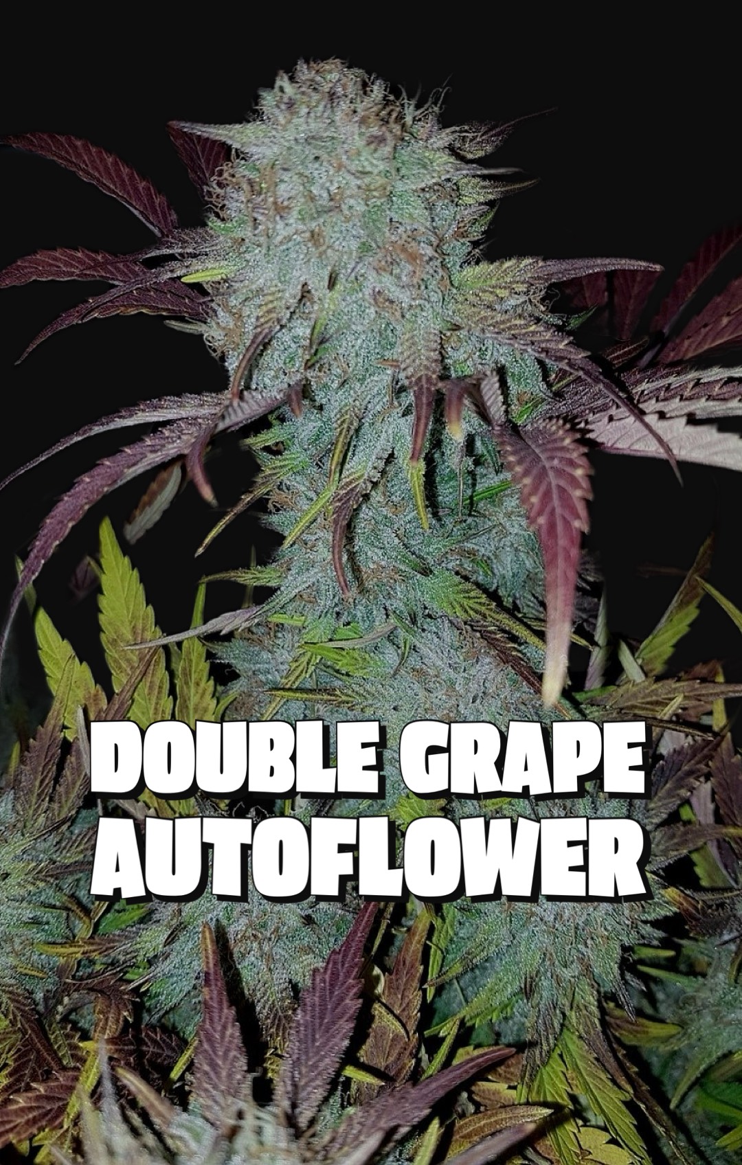 Double Grape S1 Feminized Auto Flower Seeds - Proper Seeds