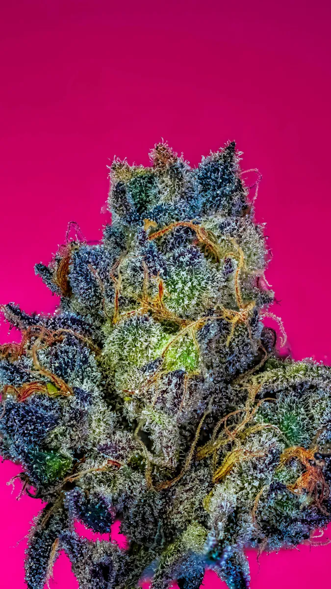 Cinnamon Rolls S1 Strain - Copycat Genetix - Proper Seeds