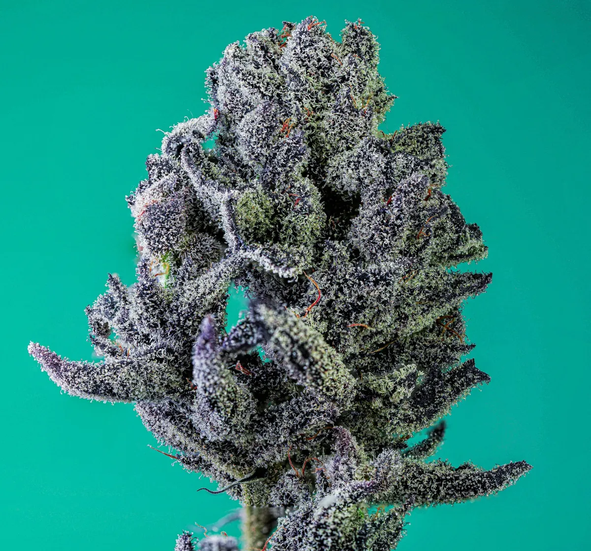 Grape Splash S1 - Copycat Genetix - Proper Seeds