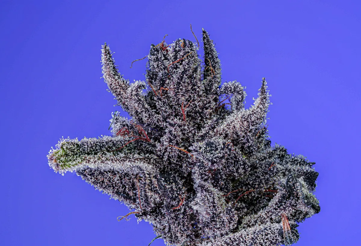 Reeses Riot - Copycat Genetix - Proper Seeds