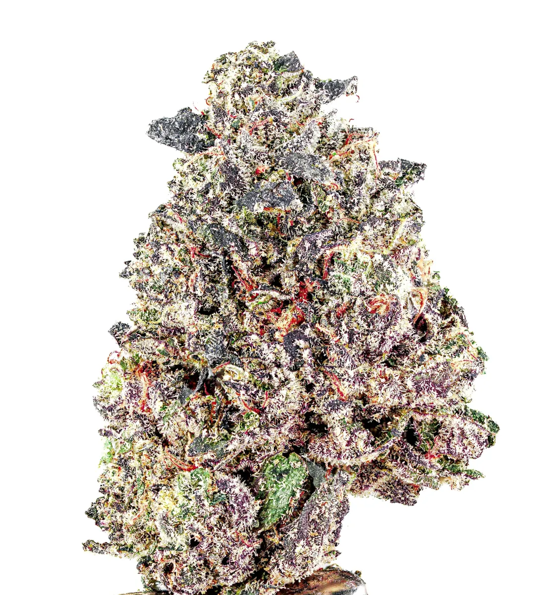 Midnight Espresso Strain S1 - Copycat Genetix - Proper Seeds