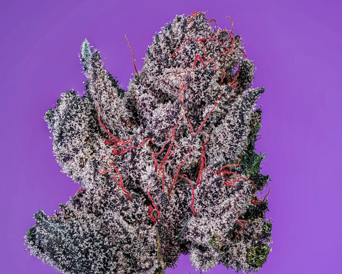 Terp Town - Copycat Genetix - Proper Seeds