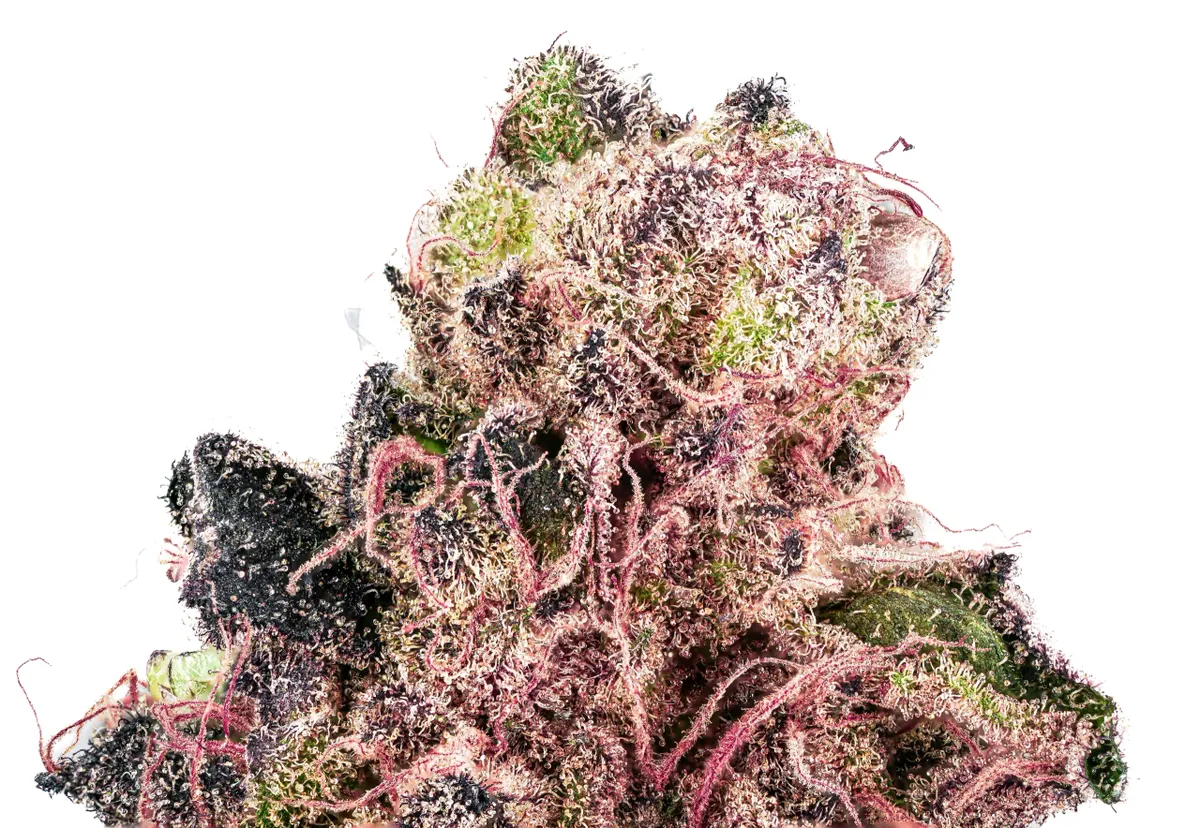 White Taffy Strain S1 - Copycat Genetix - Proper Seeds