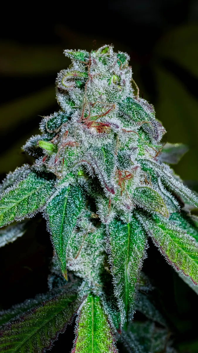 Lato Berry Pebblez S1 - Copycat Genetix - Proper Seeds