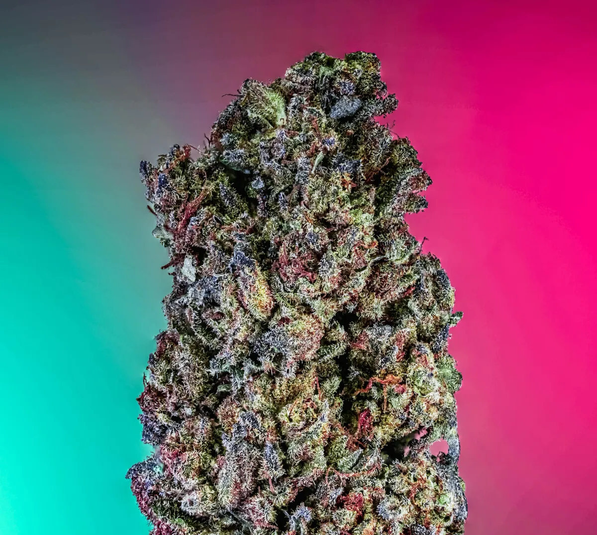 2002 NYC Haze - Copycat Genetix - Proper Seeds