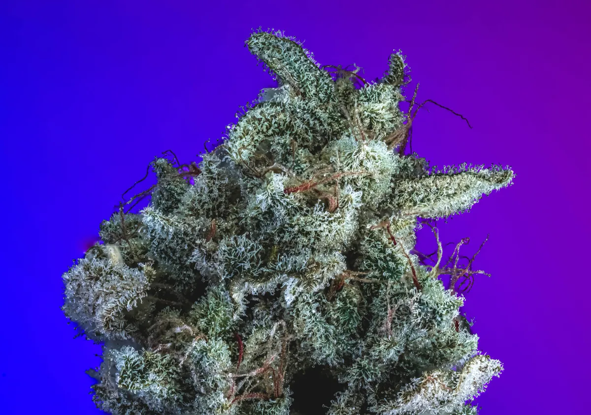 Pink Cadillac - Copycat Genetix - Proper Seeds