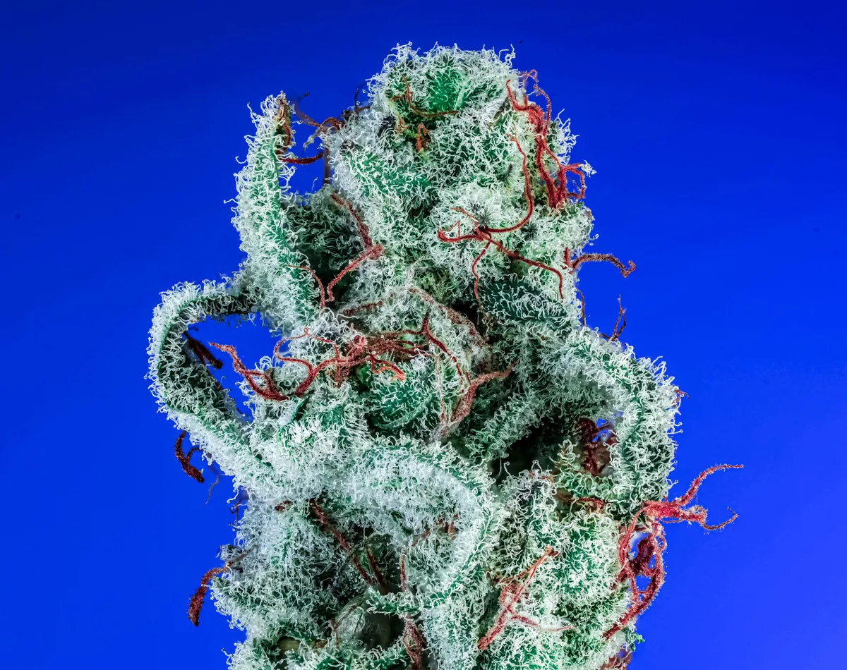 Wha Da Helly S1 - Copycat Genetix - Proper Seeds