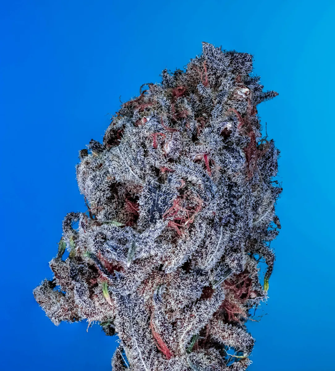 Blue Magic S1 - Copycat Genetix - Proper Seeds