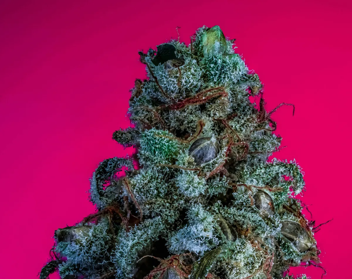 Frootiez S1 - Copycat Genetix - Proper Seeds