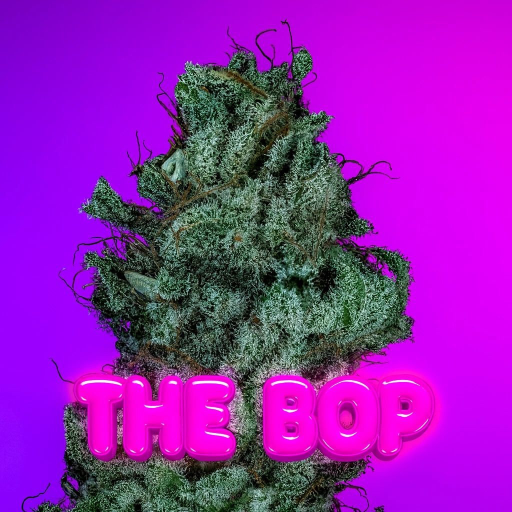 The Bop S1 - Copycat Genetix - Proper Seeds